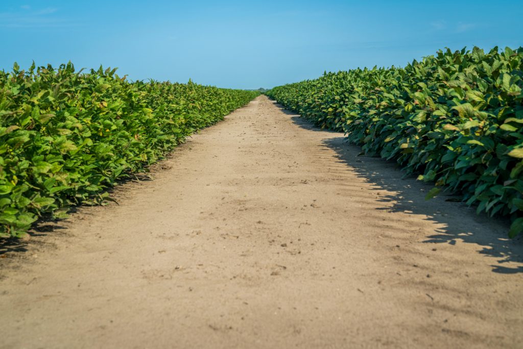 Peterson Case Study - IPI